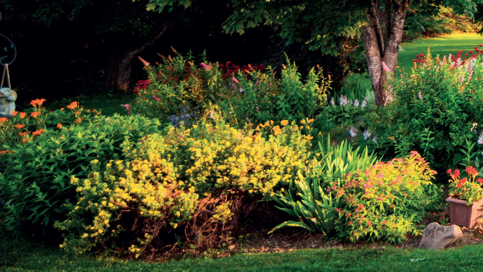 Vigorplant, green enthusiasts: ornamental line. | Vigorplant Terricci