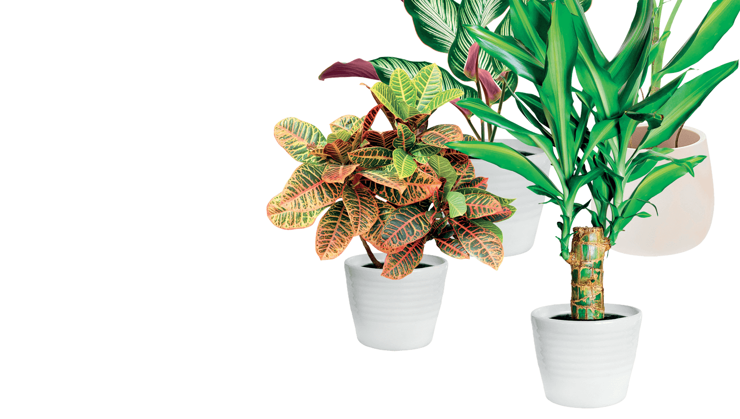 Piante verdi - Linea Ornamentali | Vigorplant Terricci