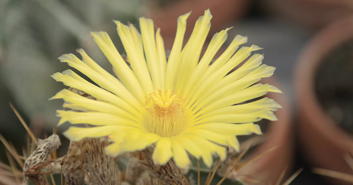 Vigorplant, professional quality for all plant lovers. | Vigorplant ...