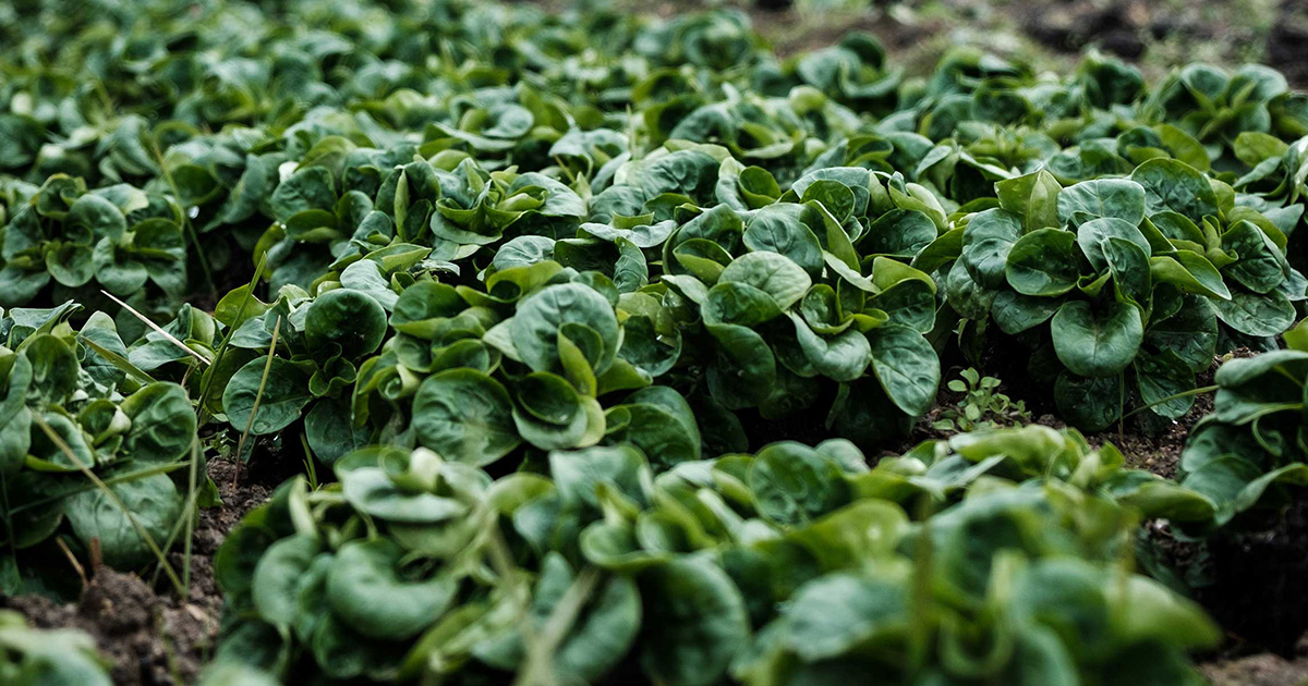 Vigorplant Catalogo Professionisti Vigorplant Terricci vigorplant-catalogo-professionisti-vigorplant-terricci